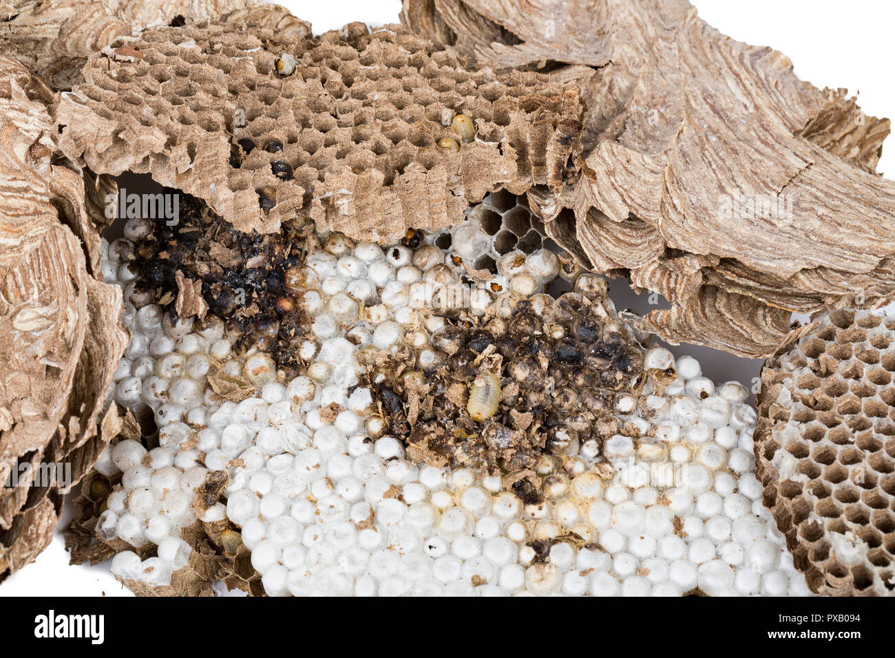 Close up of asian hornet wasp nest honeycombed insect macro with larva ...