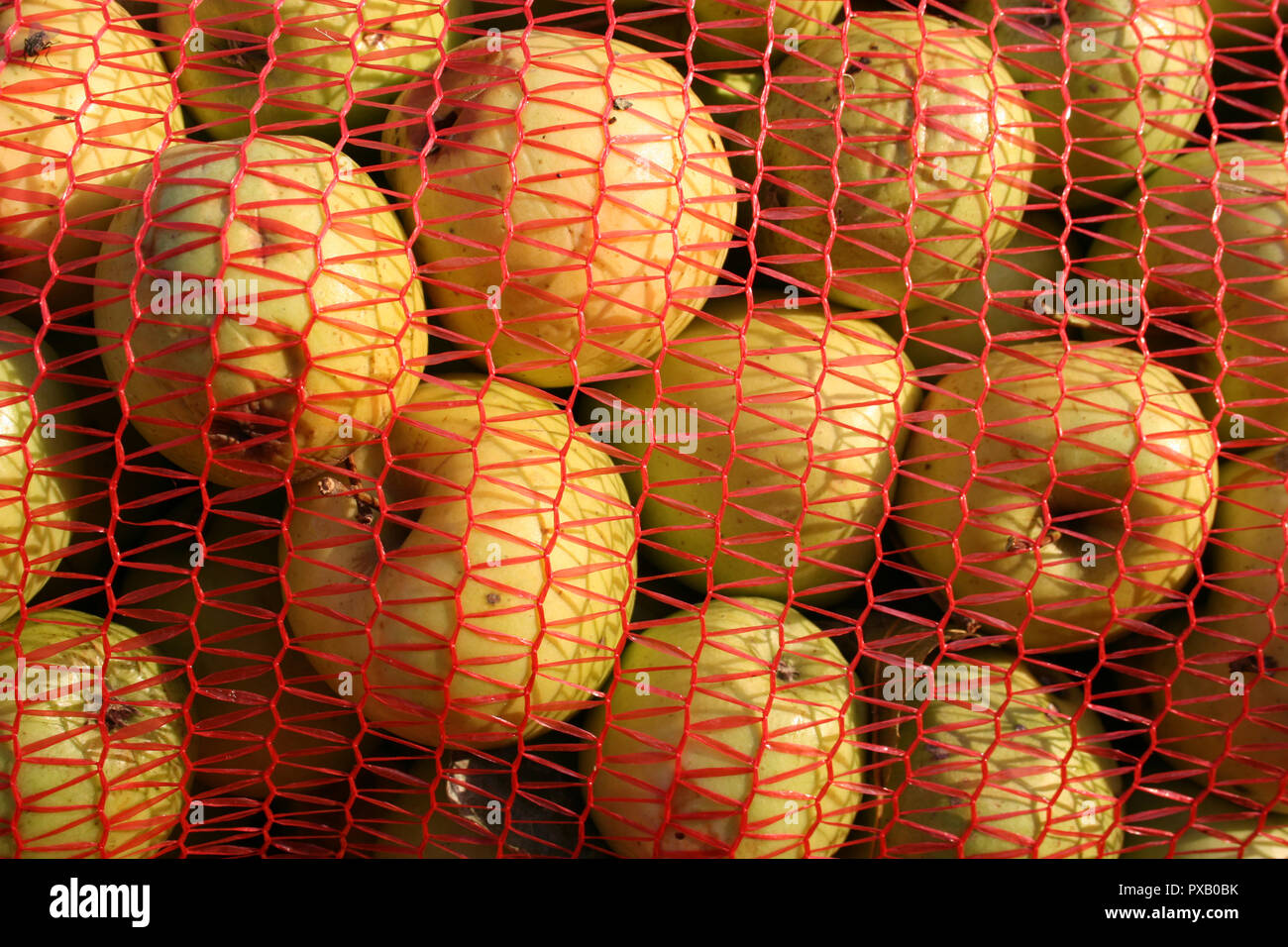 Fresh fruit, apples from garden in mesh jack, autumn harvest Stock ...