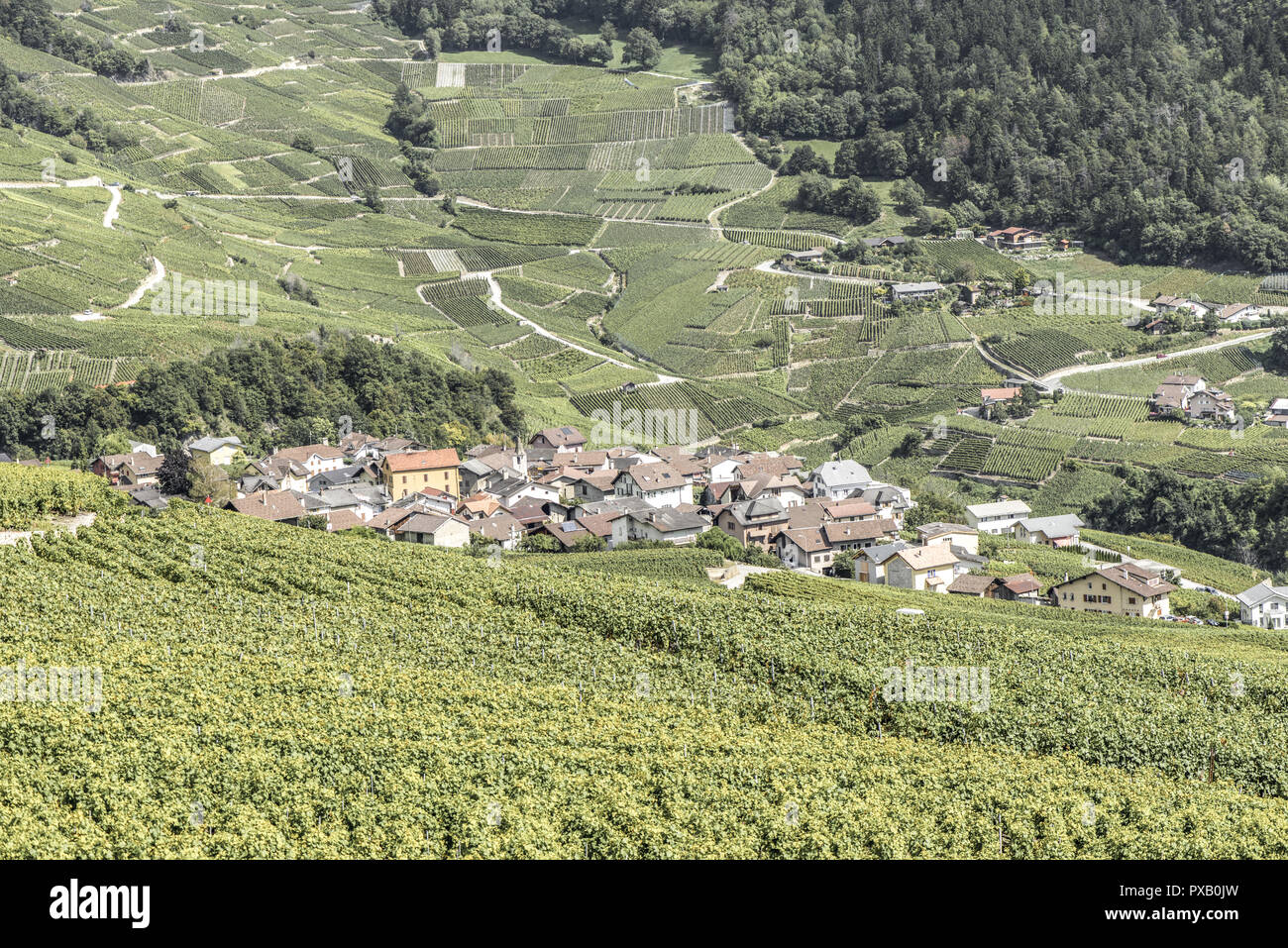Rhone Valley, vine growing area, Conthey, Bourg, Valais, Switzerland ...