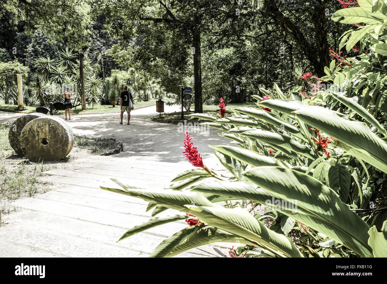 Rio de Janeiro, botanical garden, Jardim Botanico, Brazil Stock Photo ...
