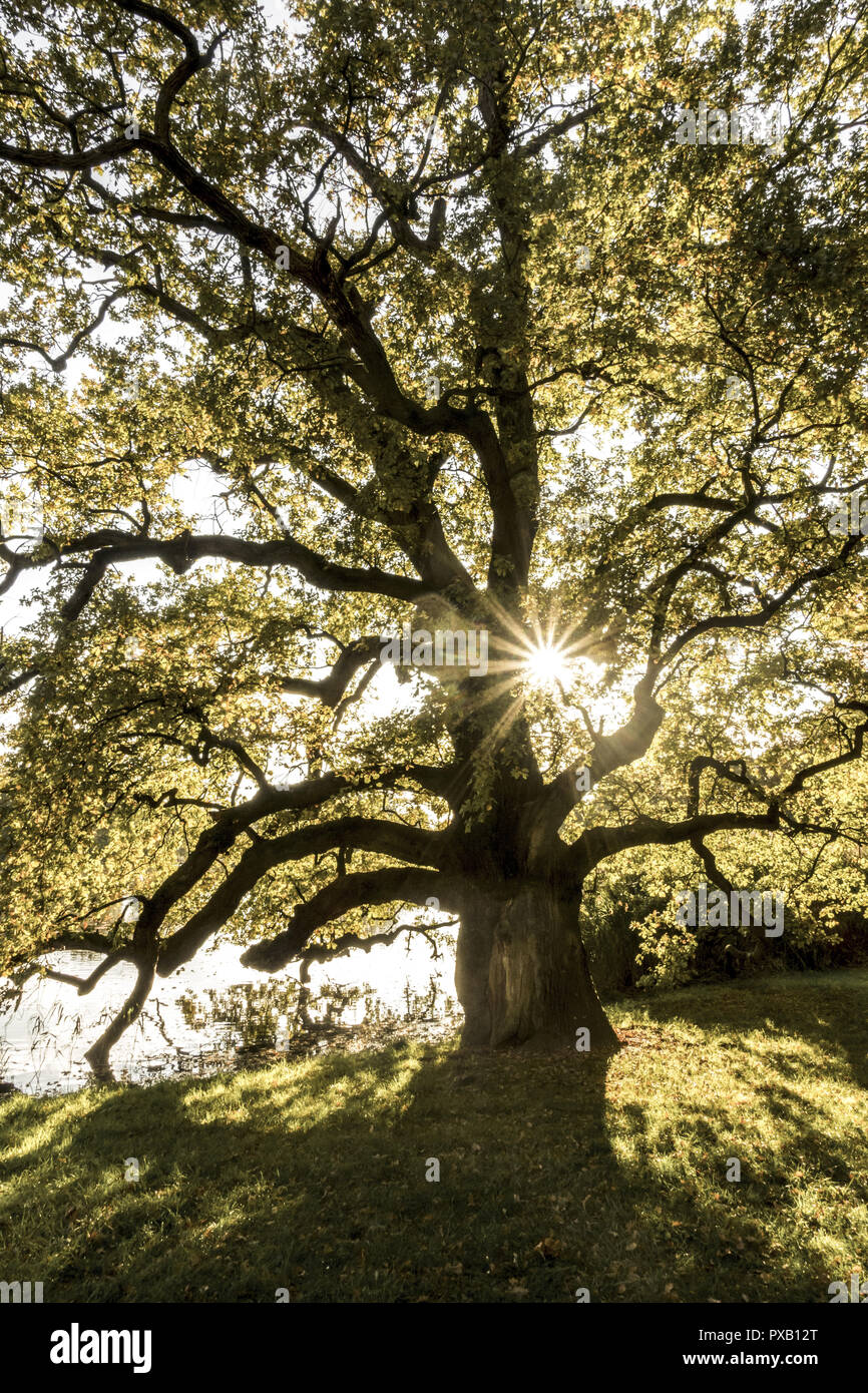 Old Oak Tree, Quercus, UNESCO World Heritage Site, Landscape Garden of ...