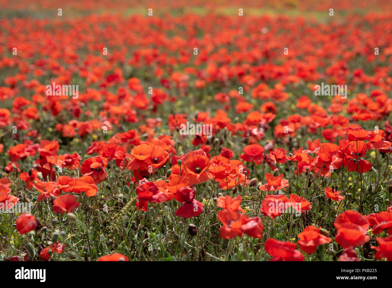 Beautiful landscape image of Summer red poppy field under stunning ...