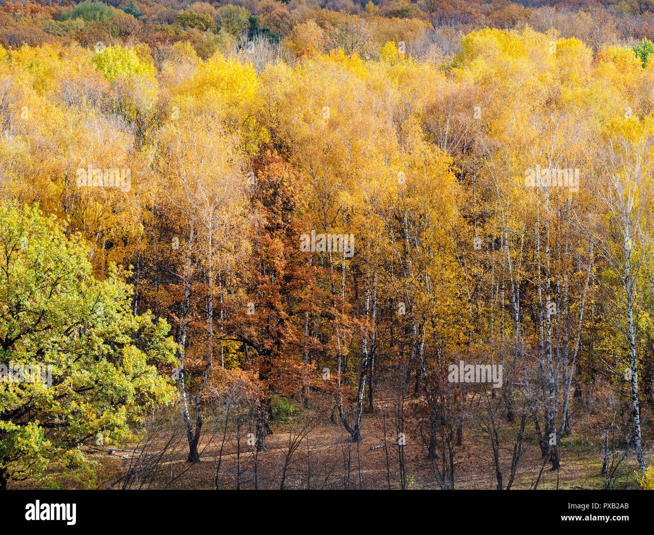 autumn background - meadow in birch grove in colorful forest in sunny ...