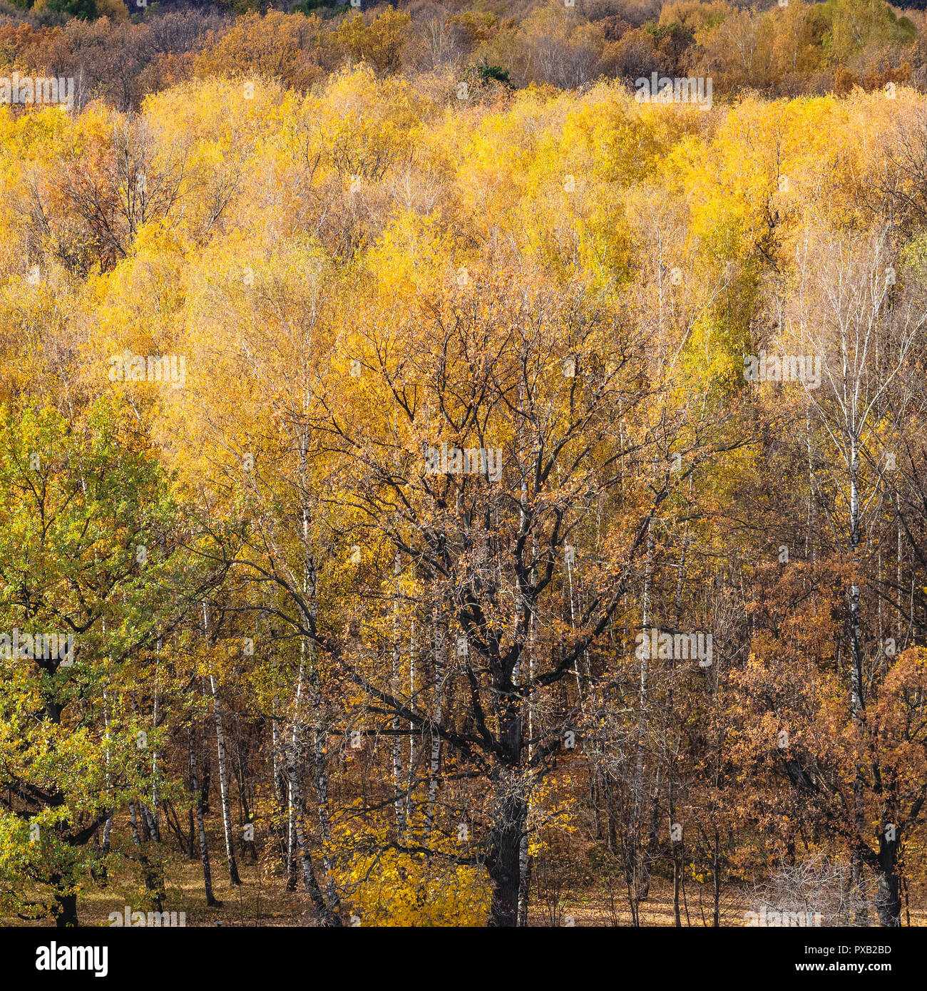 Variegated oak hi-res stock photography and images - Alamy