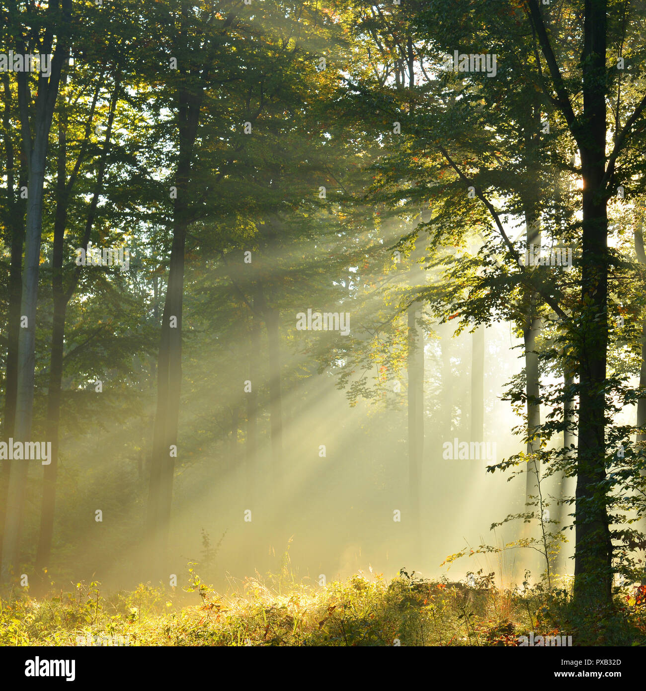 Sunbeams in green forest hi-res stock photography and images - Alamy