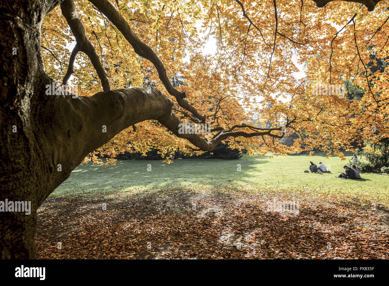 Beech tree in autumn, Austria, Vienna, 18. district, Tuerkenschanzpark ...