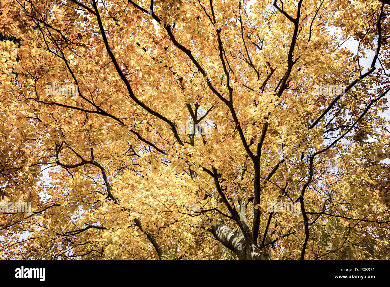 Beech tree in autumn, Austria, Vienna, 18. district, Tuerkenschanzpark ...