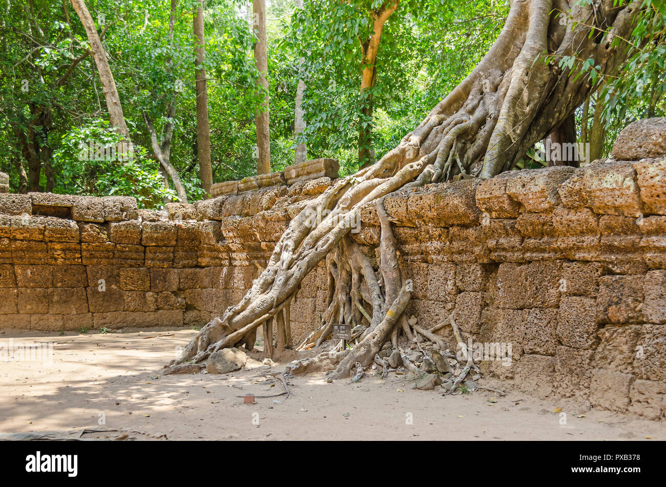 Roots of a strangler fig, the famous tree Ficus gibbosa, growing in the ...