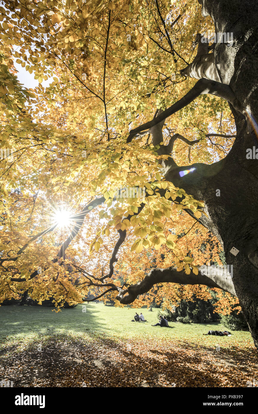 Beech tree in autumn, Austria, Vienna, 18. district, Tuerkenschanzpark ...
