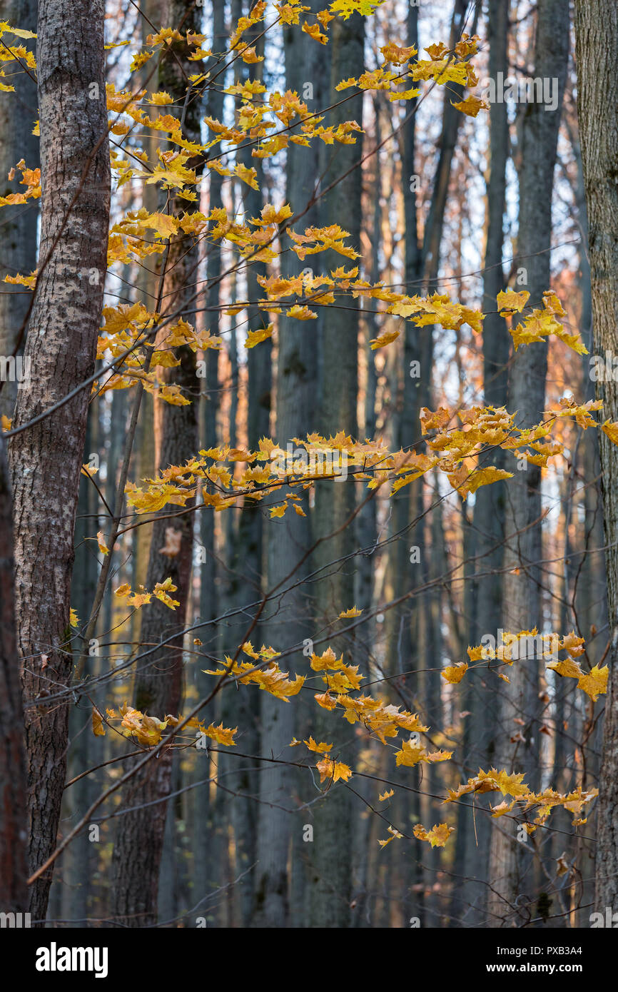 Colors of an autumn fall season in the wood Stock Photo - Alamy