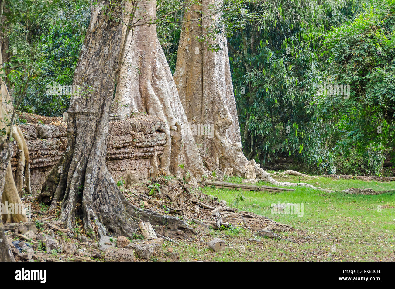 Roots of a spung, the famous tree Tetrameles nudiflora, growing in the ...