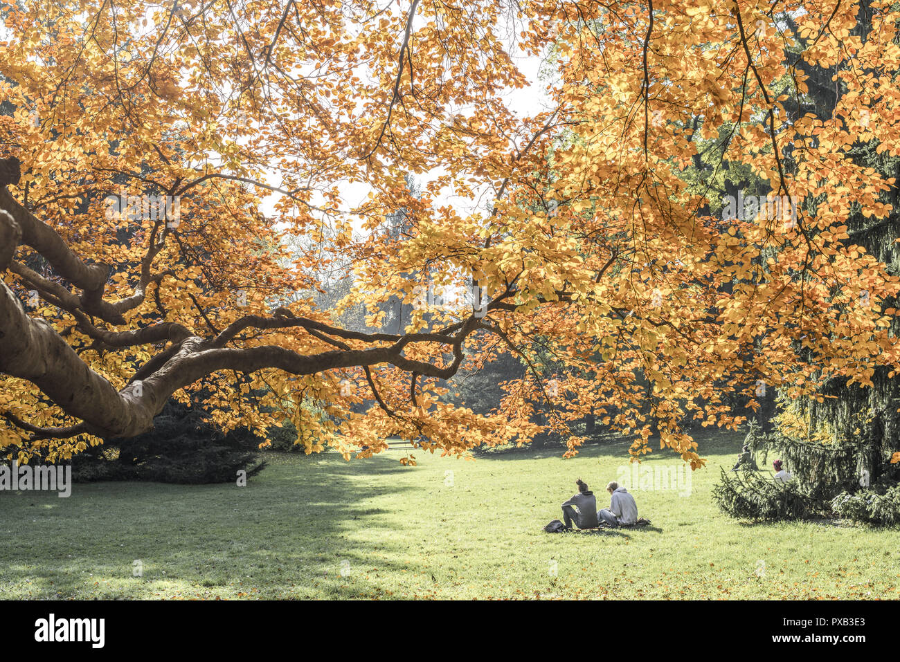 Beech tree in autumn, Austria, Vienna, 18. district, Tuerkenschanzpark ...