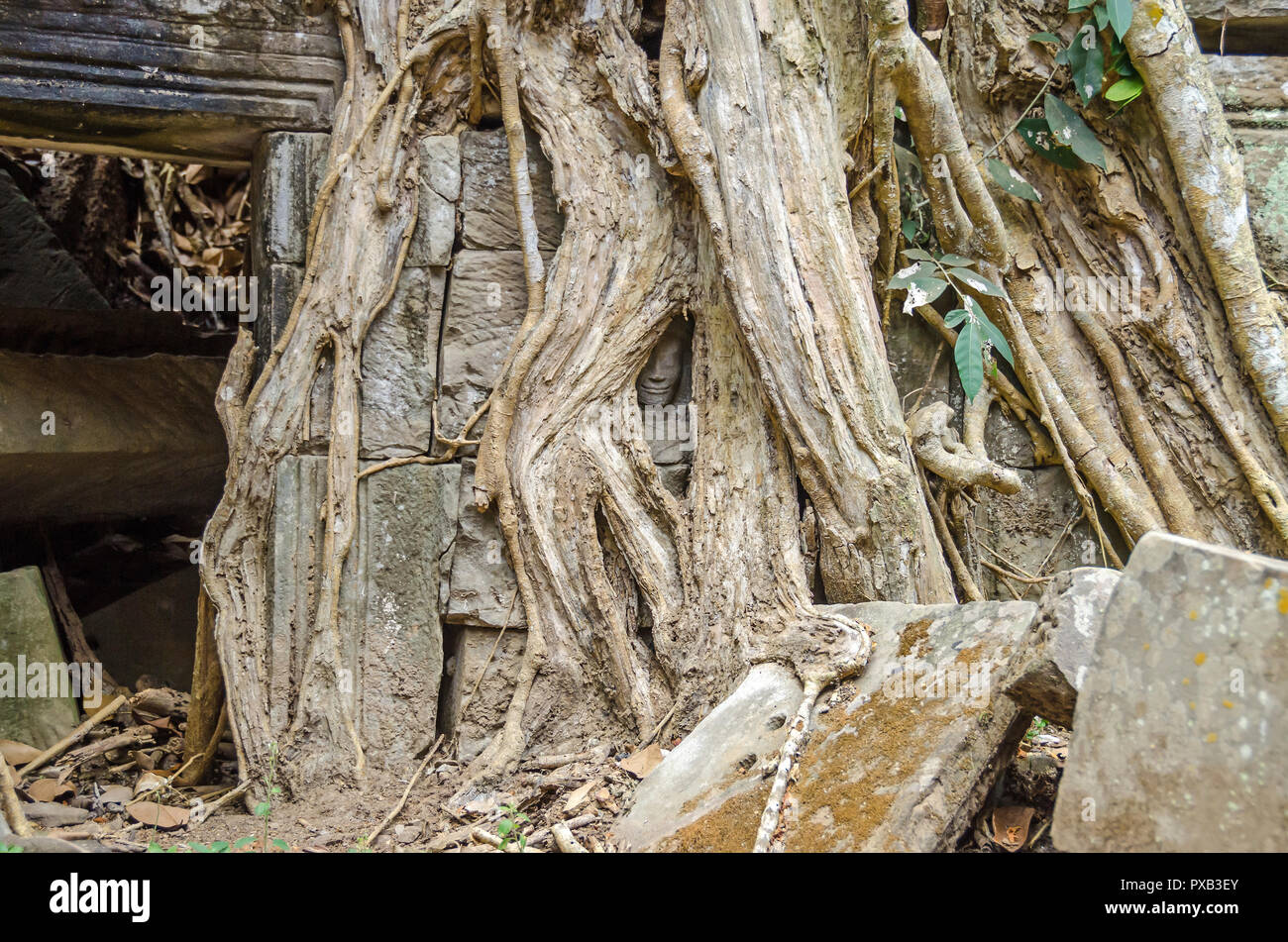 Hidden face tree hi-res stock photography and images - Alamy