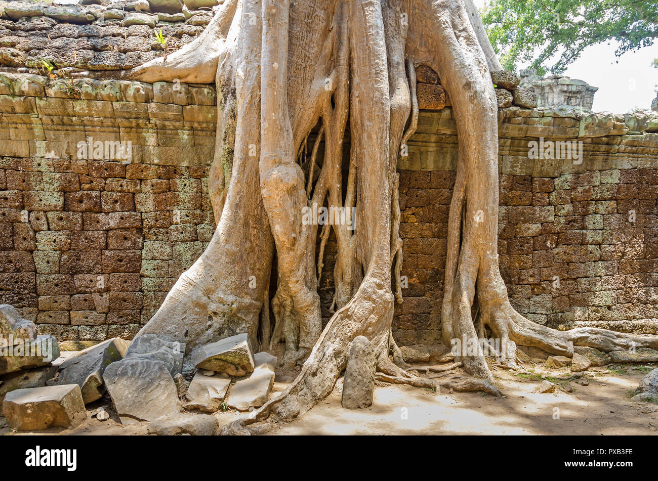 Spung tree hi-res stock photography and images - Alamy