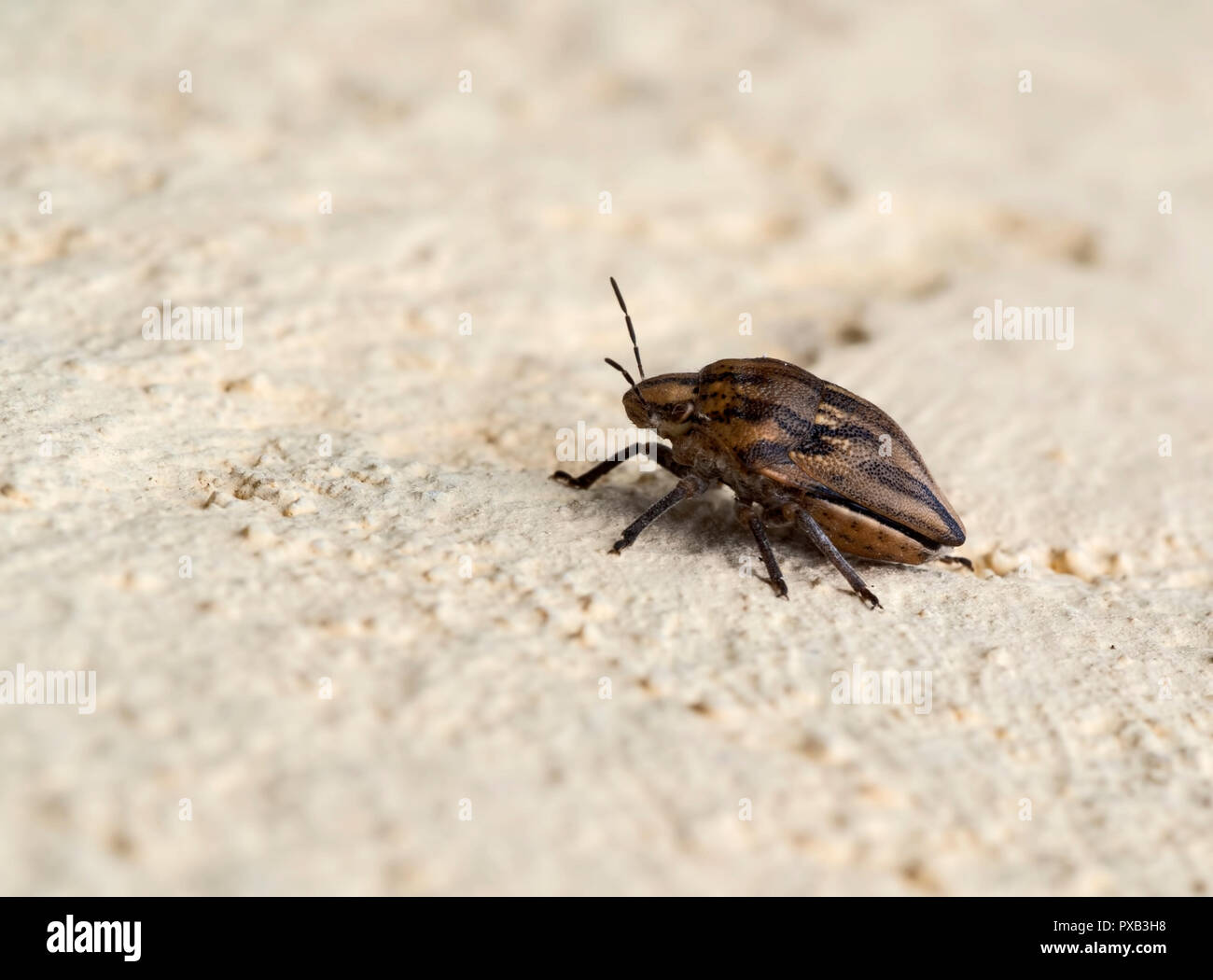 Odontotarsus, sunn pest insect Stock Photo - Alamy