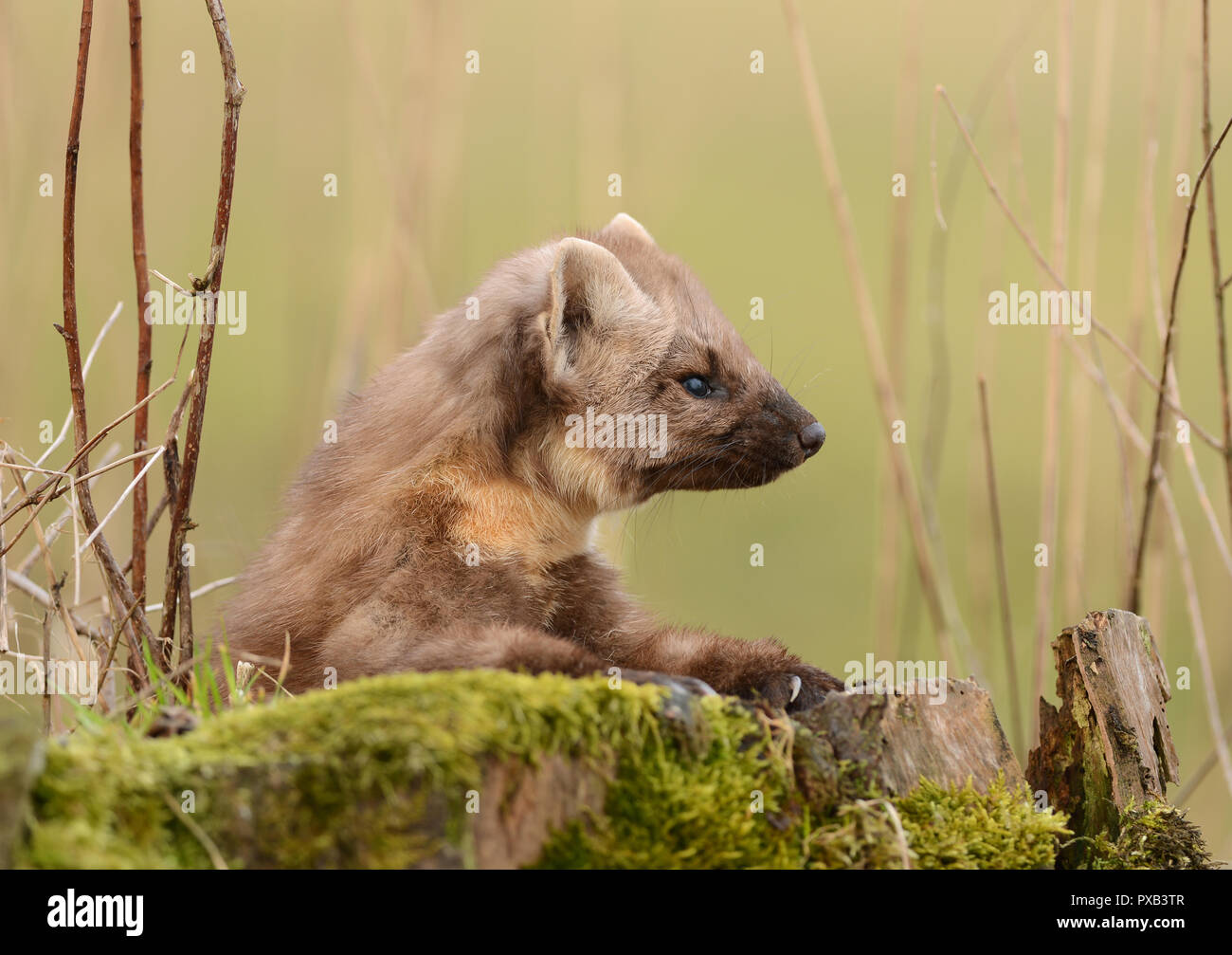 Pine marten rare species in natural habitat (Martes martes Stock Photo ...