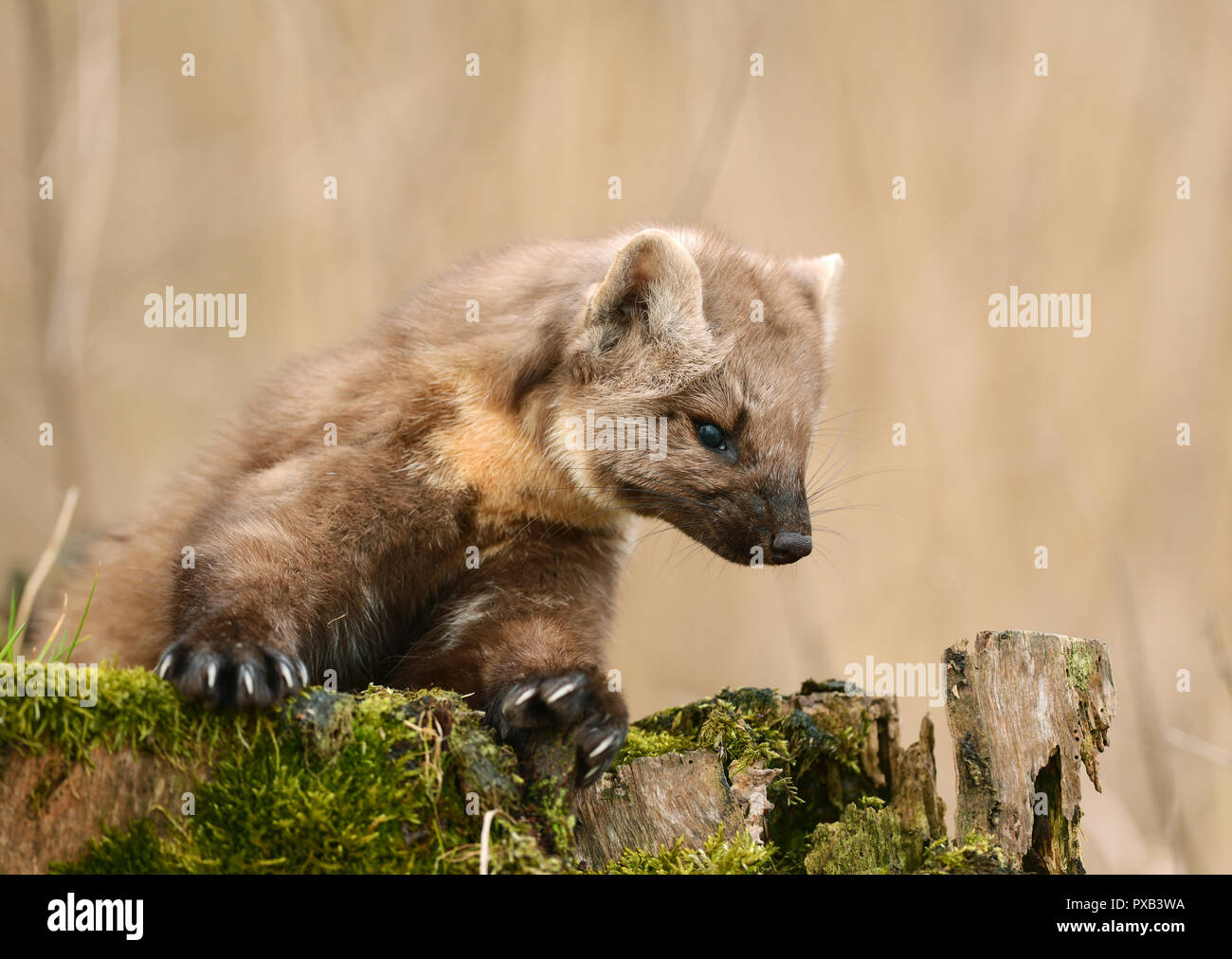 Pine marten rare species in natural habitat (Martes martes Stock Photo ...