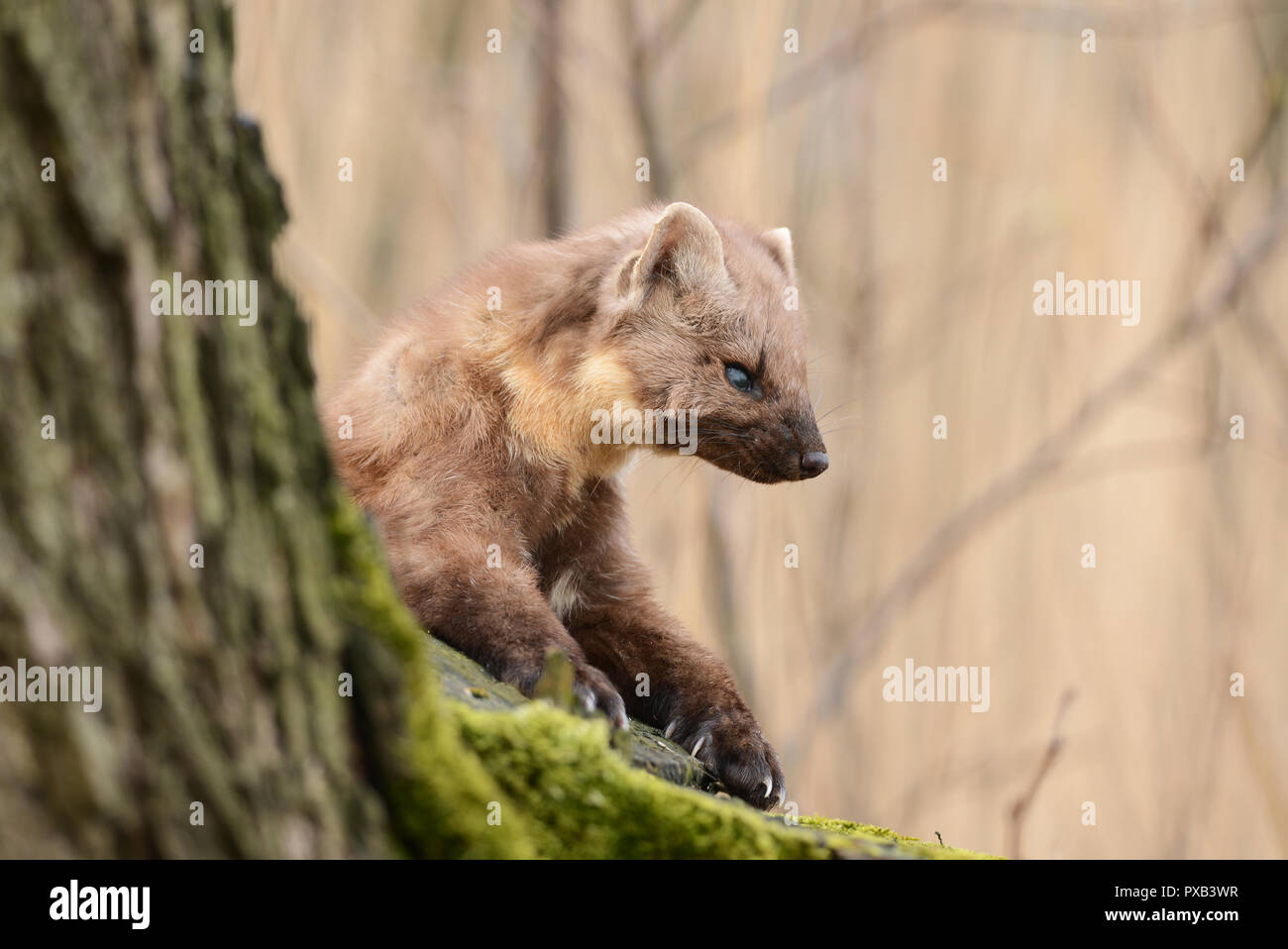 Pine marten rare species in natural habitat (Martes martes Stock Photo ...
