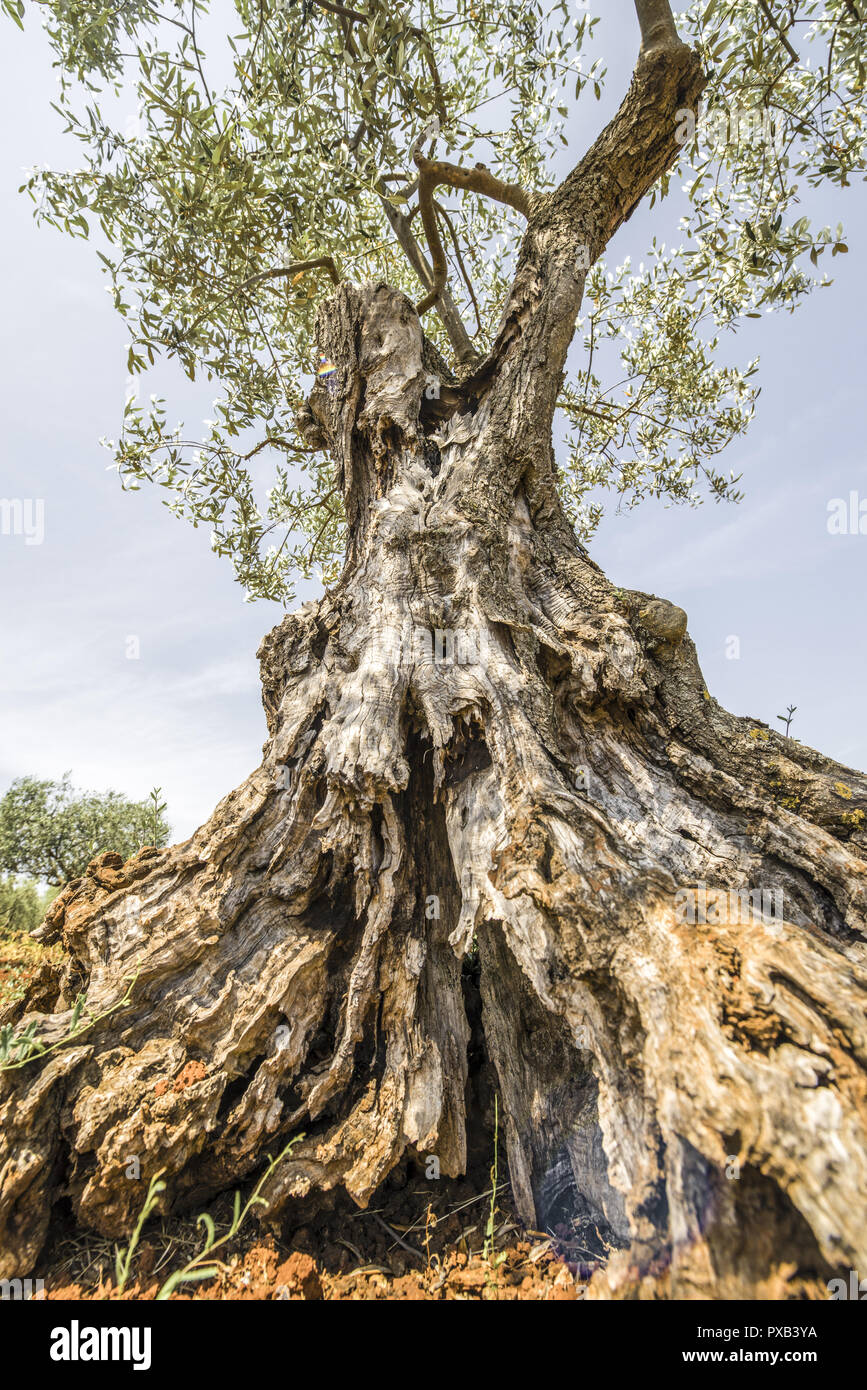 Croatia, Istria, Olive Tree Stock Photo - Alamy