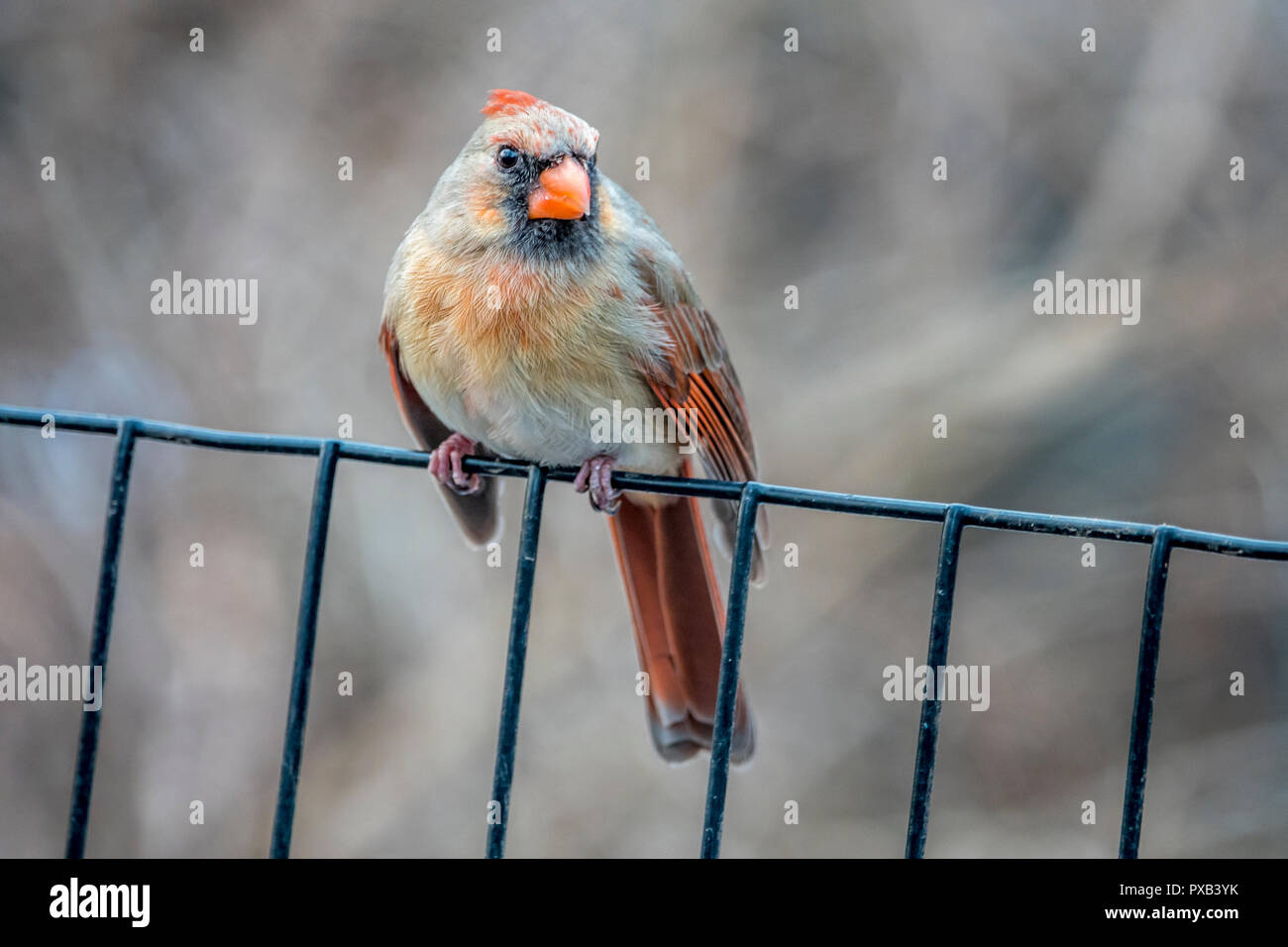 northern cardinal ,Cardinalis cardinalis is a bird in the genus ...