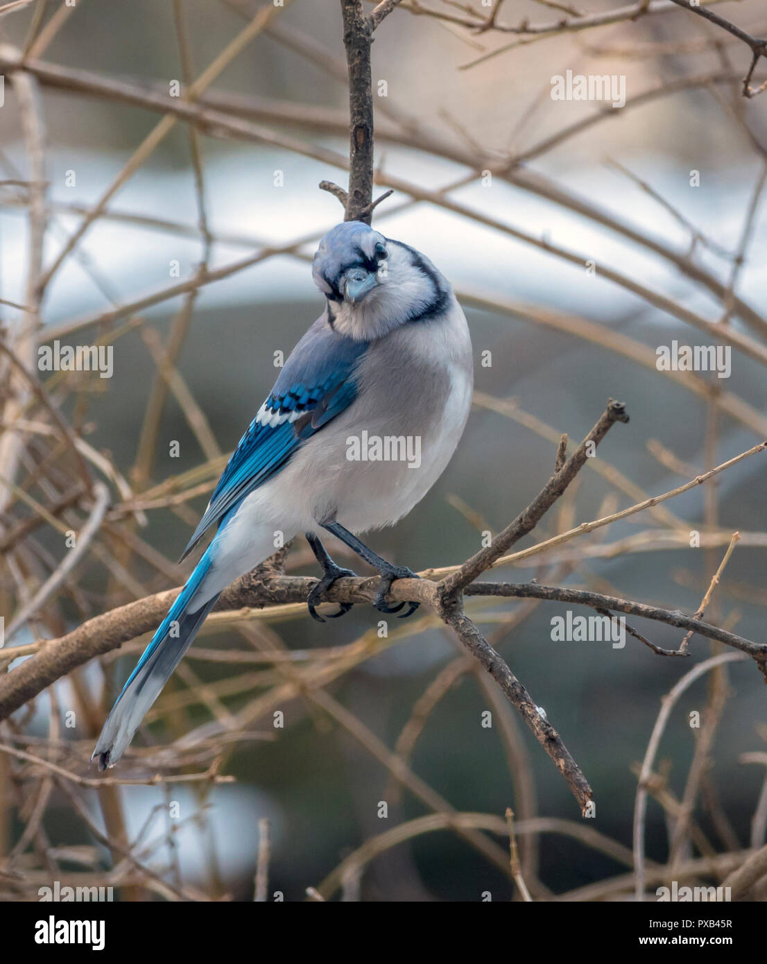 The blue jay is a passerine bird in the family Corvidae, native to ...
