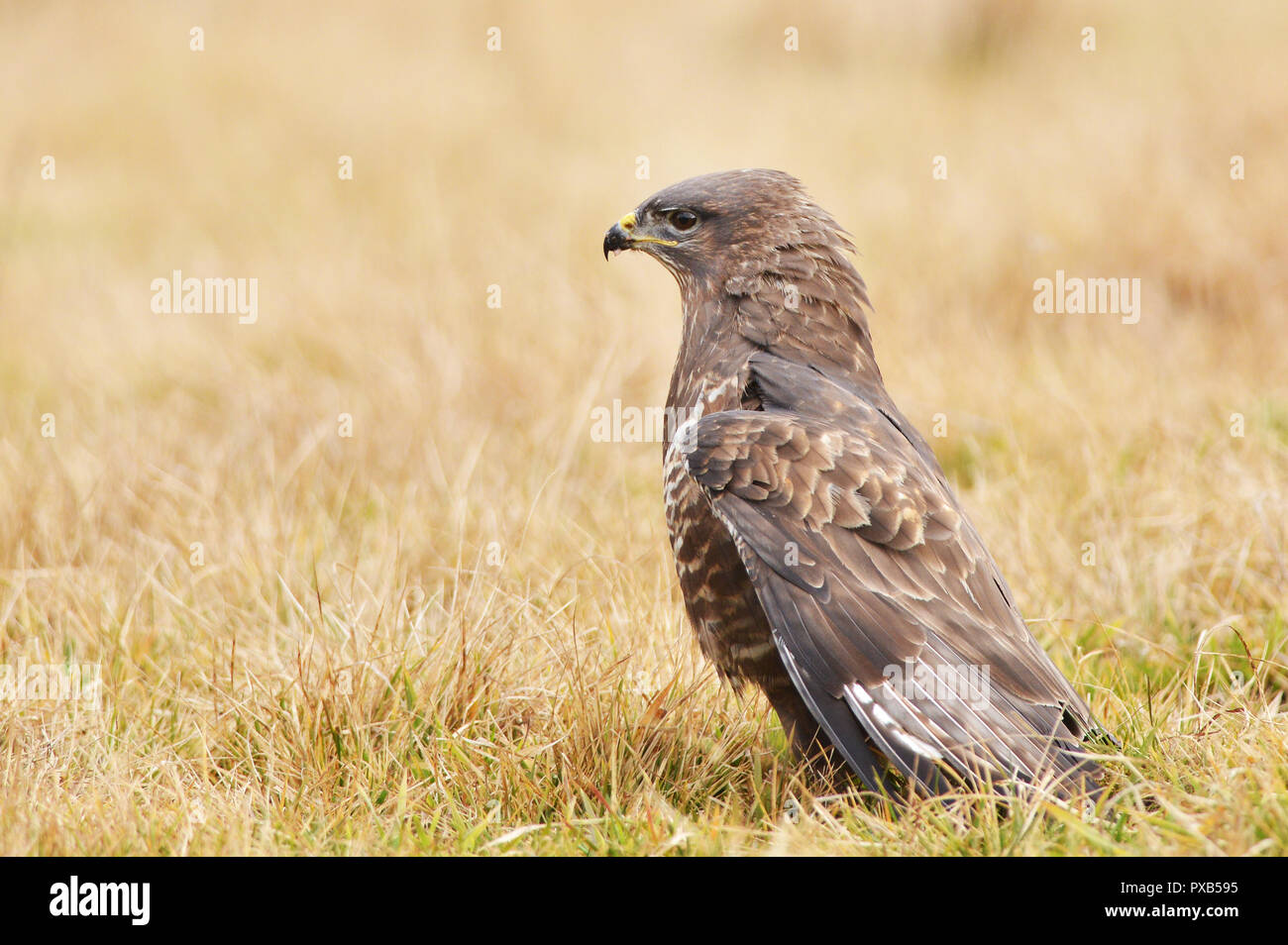 common buzzard - buteo buteo Stock Photo - Alamy