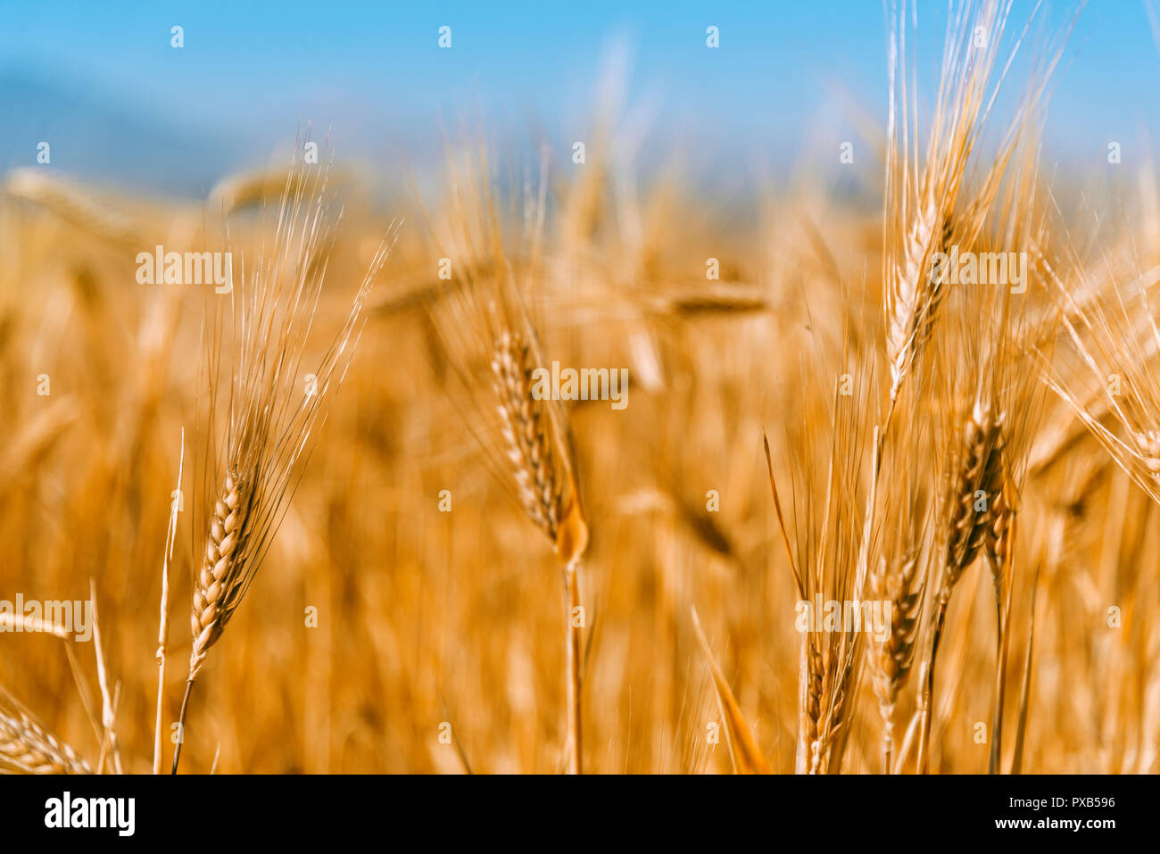 Beautiful shot wheat farmland blue hi-res stock photography and images ...
