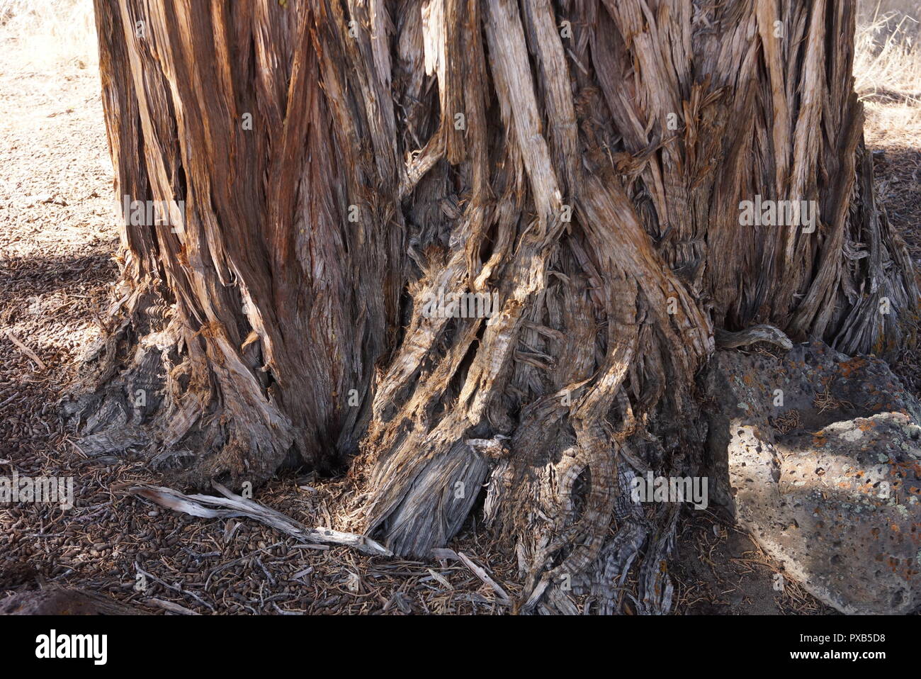 Juniper tree trunk Stock Photo - Alamy