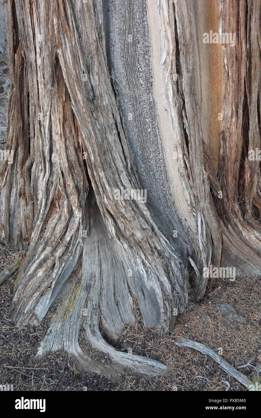 Juniper tree trunk Stock Photo - Alamy