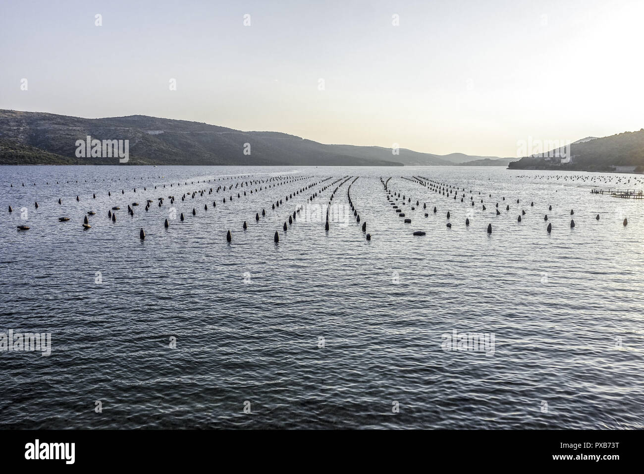 Mussel farming in the sea, Dalmatia, Croatia Stock Photo - Alamy