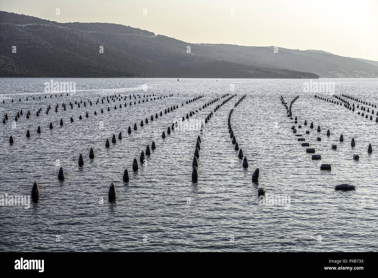 Mussel farming in the sea, Dalmatia, Croatia Stock Photo - Alamy
