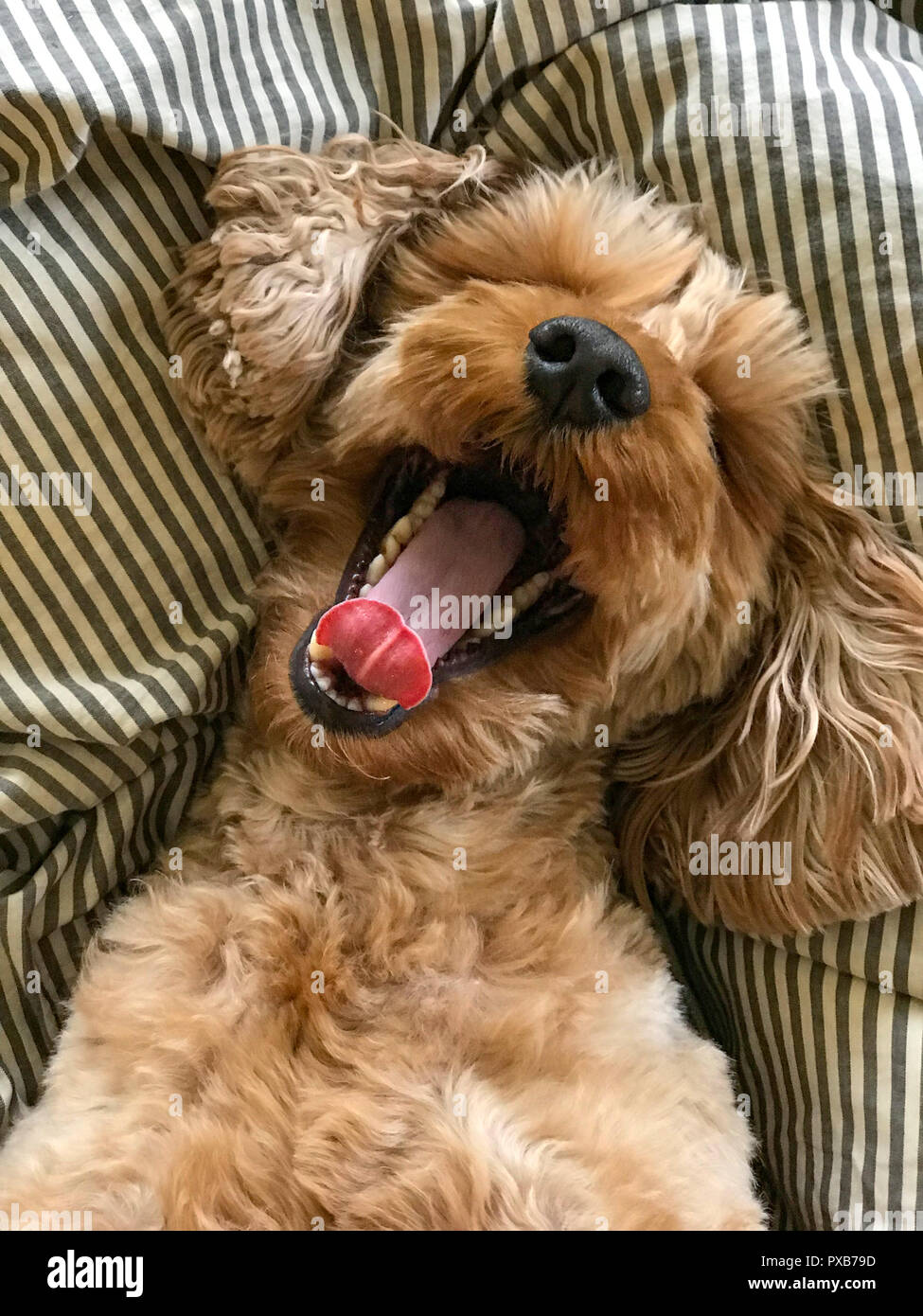 Happy cockerpoo hi-res stock photography and images - Alamy