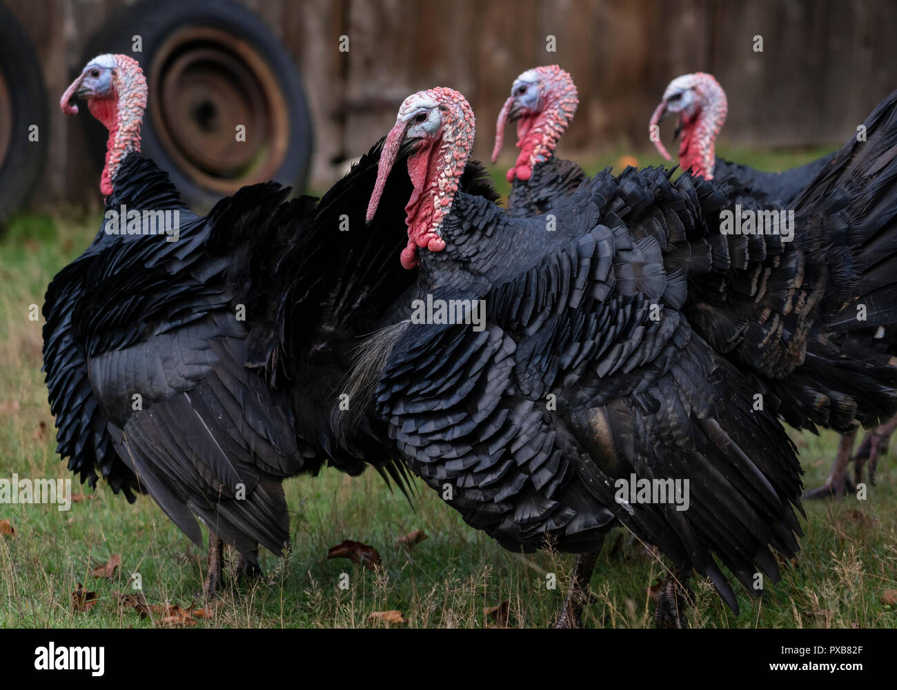Salt spring island hi-res stock photography and images - Alamy