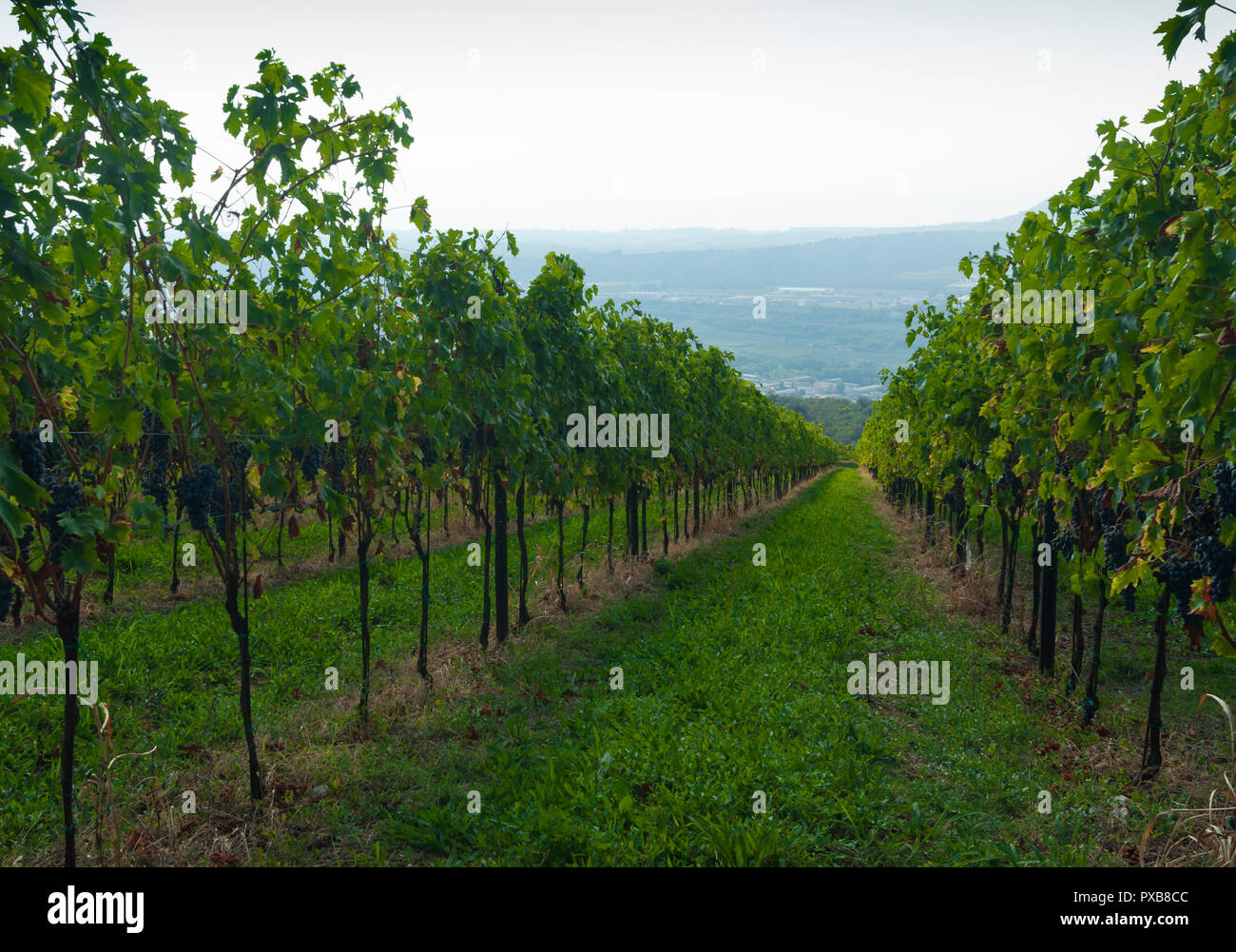 Veneto italy vineyard hi-res stock photography and images - Alamy