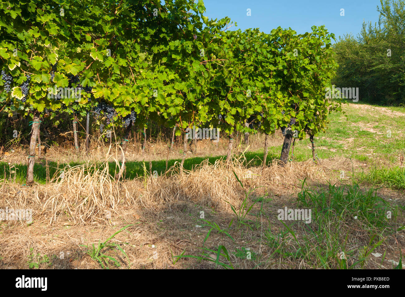 Valpolicella Wine Italy High Resolution Stock Photography and Images ...