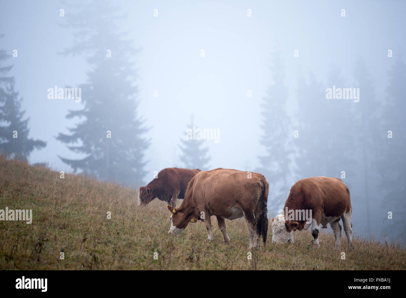 Mountain breed of cows hi-res stock photography and images - Alamy