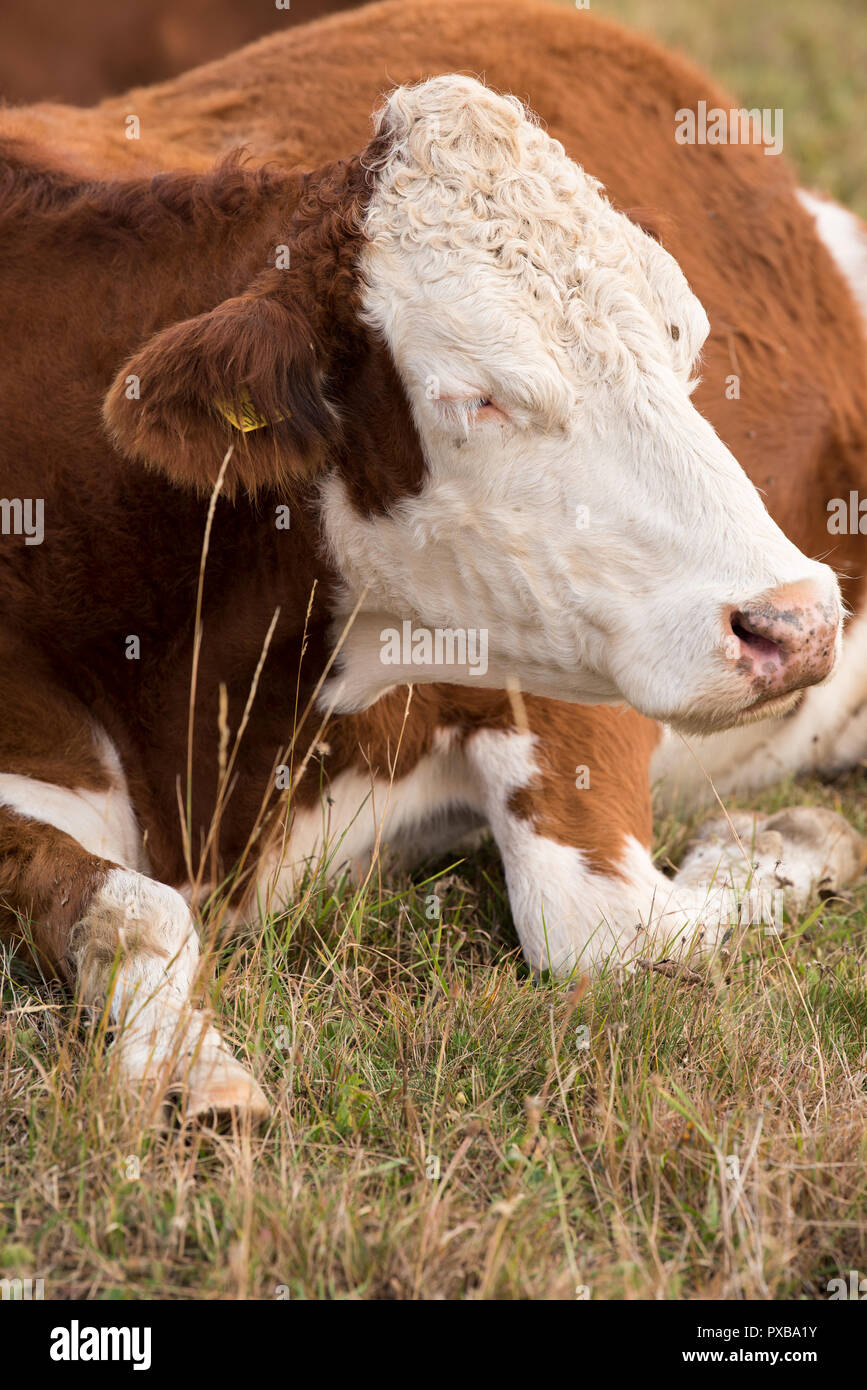 Up country pasture on hi-res stock photography and images - Alamy