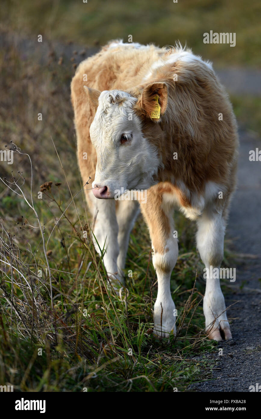 Calf on grass hi-res stock photography and images - Alamy