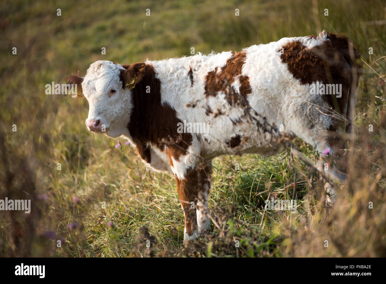 Cute calf image hi-res stock photography and images - Alamy