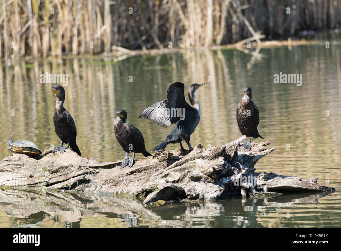 Double image of turtle hi-res stock photography and images - Alamy