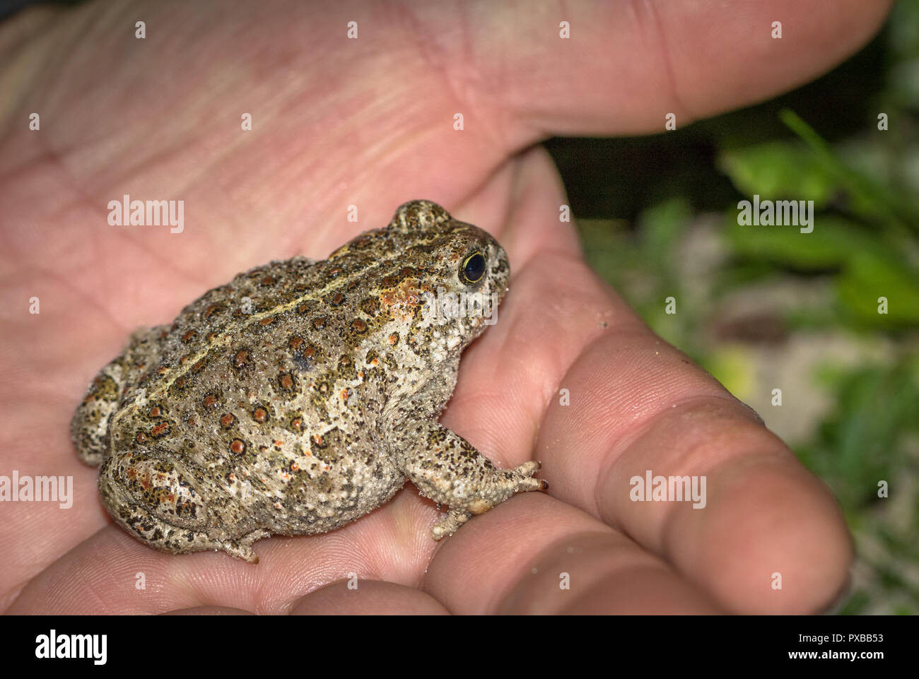 The natterjack toad, Bufo calamita, sitting in a mans hand. The toad is ...