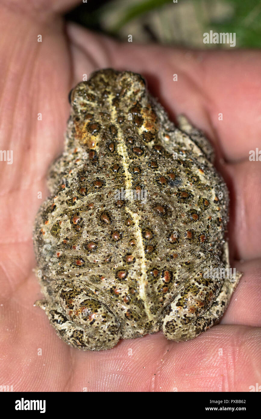 The natterjack toad, Bufo calamita, sitting in a mans hand. The toad is ...