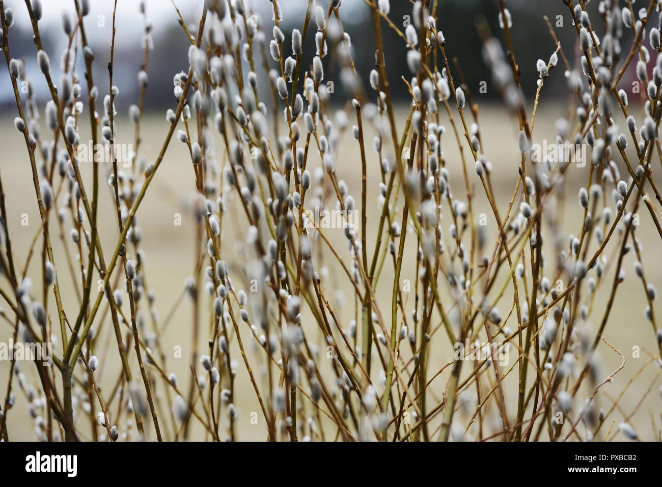 beautiful willow branches in the spring, background Stock Photo - Alamy