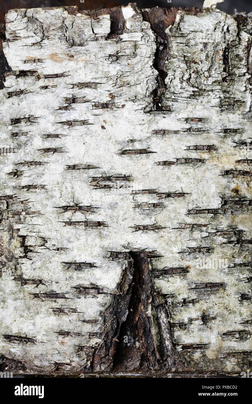 Birch tree pattern hi-res stock photography and images - Alamy