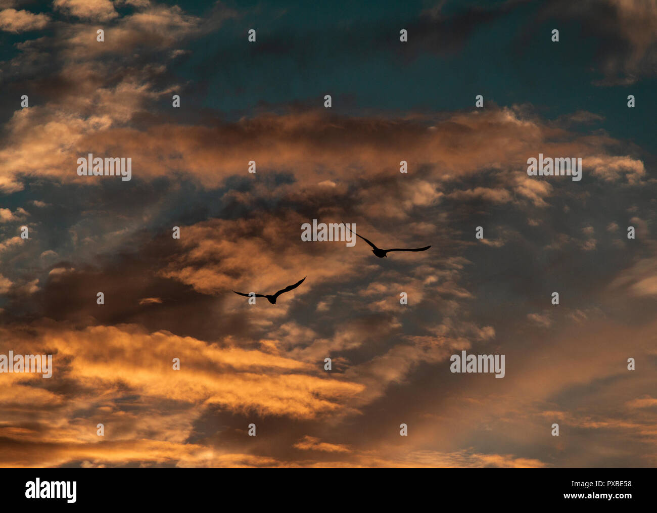 birds flying , in a dramatic sky full of gold clouds Stock Photo - Alamy