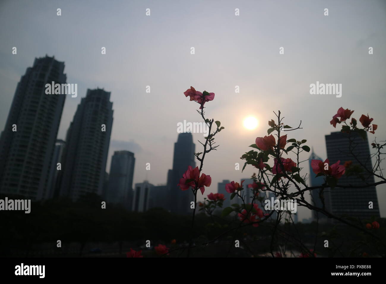 flowers backlight in cityscape Stock Photo - Alamy