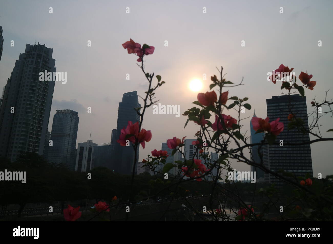 flowers backlight in cityscape Stock Photo - Alamy