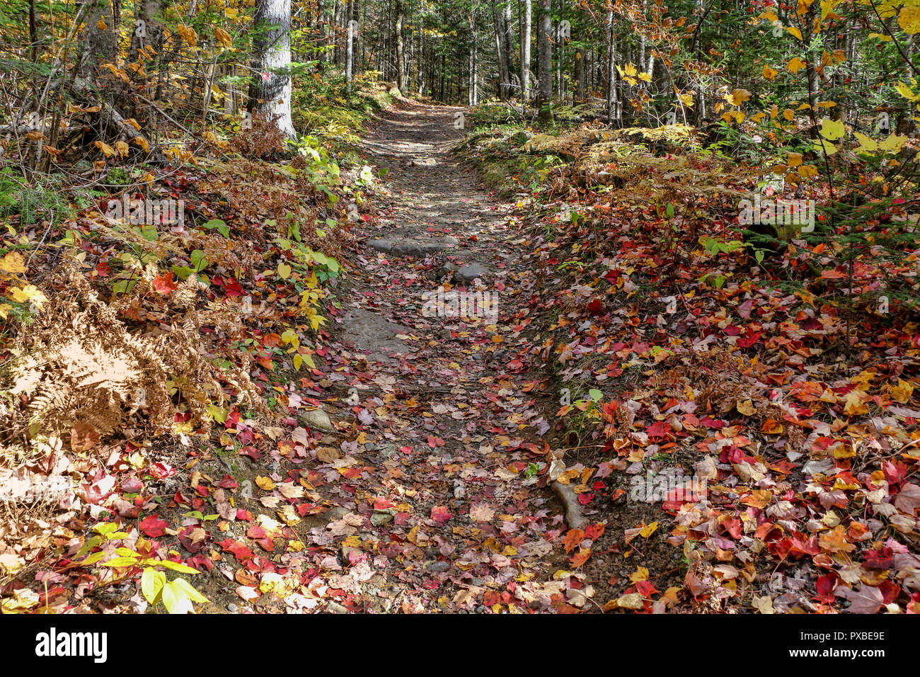 Magical Road in Nature - Autumn, Canada, Mauricie Stock Photo - Alamy