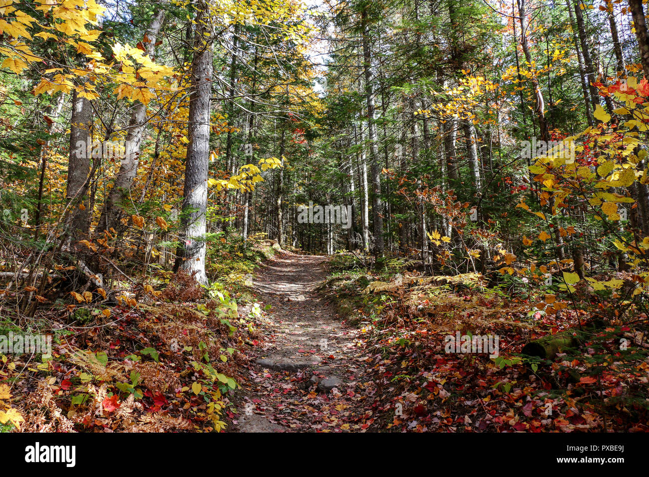Road in Nature, Autumn, Canada, Mauricie Stock Photo - Alamy