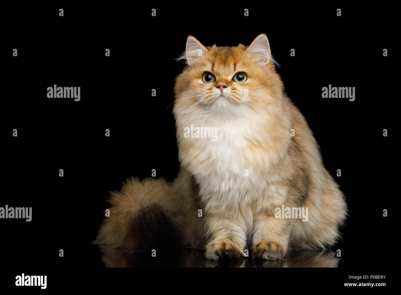 British Cat Red color with Furry hair Sitting and Looking up on ...